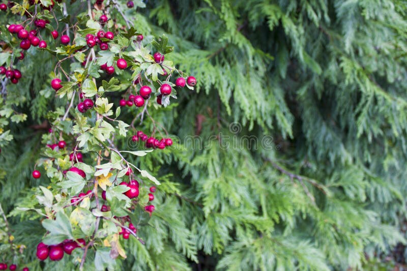 Red berries on the branch stock photo. Image of holiday - 79476586