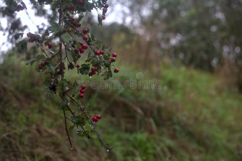 Red Berries on a Branch during a Light Rainfall in Autumn Covered by ...