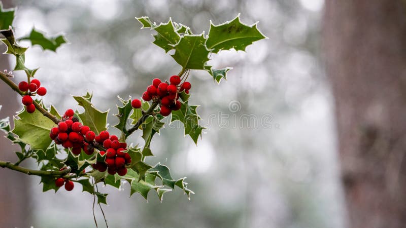 Red berries on a branch stock photo. Image of flower - 278290028