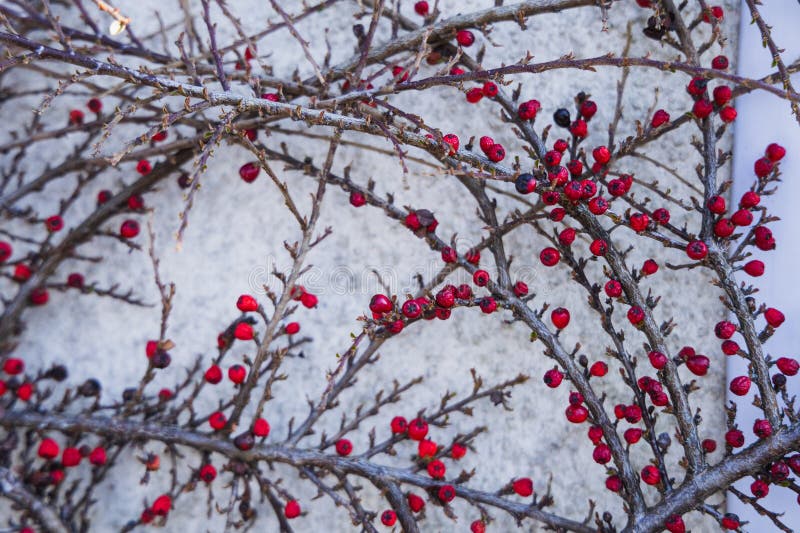 Red berries on a branch. stock image. Image of petal - 364877727