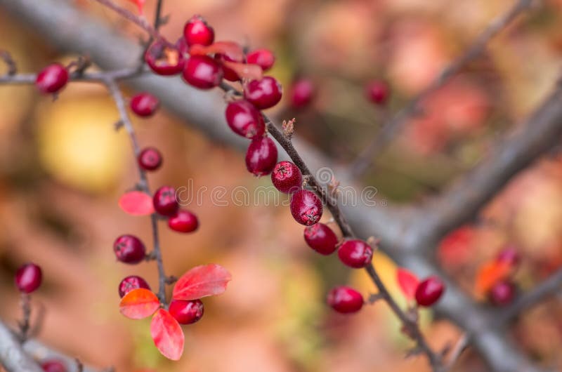 Red berries on the branch stock photo. Image of nature - 62797142