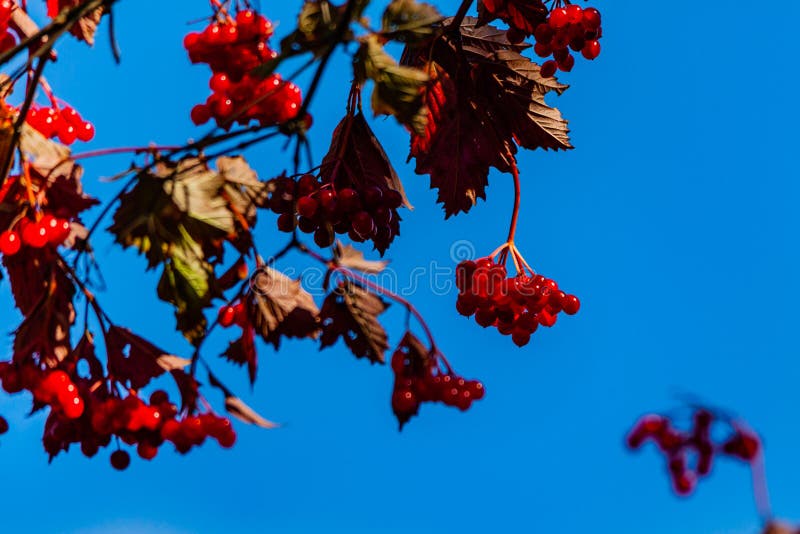 Red berries on a branch stock image. Image of berries - 128406207