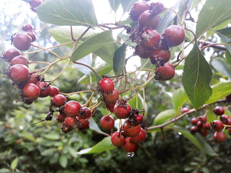 Red berries on a branch stock image. Image of season - 159907681