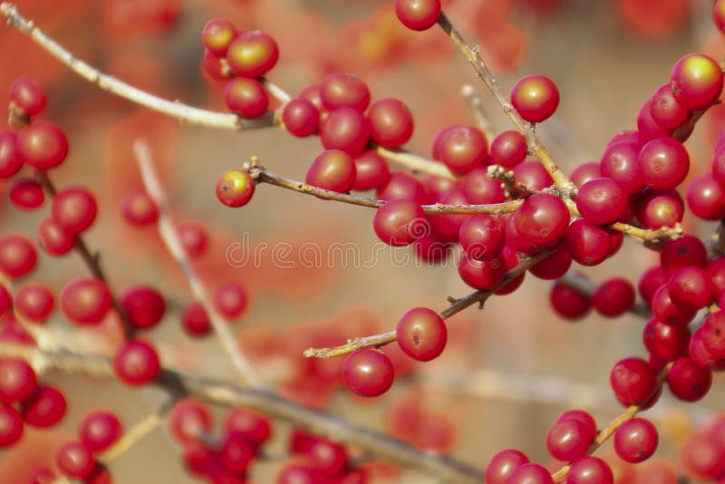 Red Berries on Branches stock photo. Image of berries - 29643698