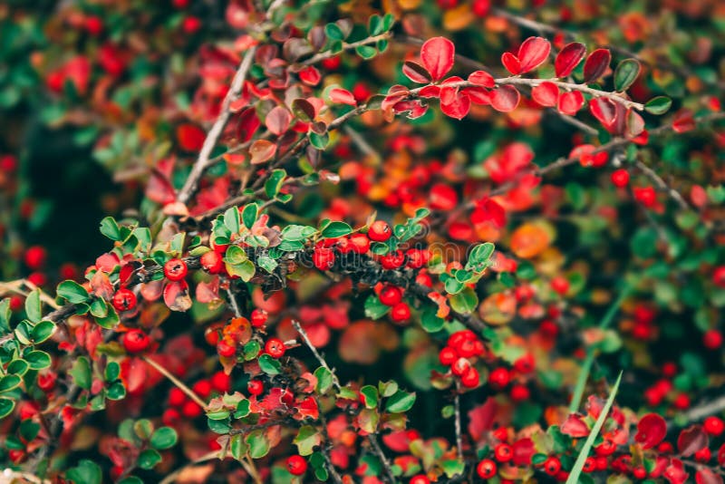 Red Berries on Branches of Bush Stock Photo - Image of barberry, barber ...