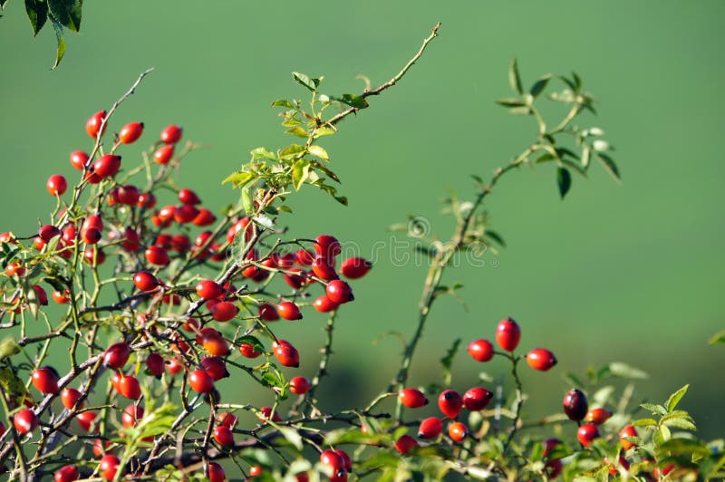 Red berries bush stock image. Image of bokeh, berries - 34489381