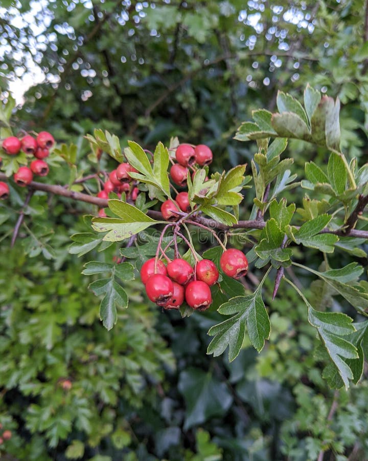 Red berries on a bush stock photo. Image of outdoors - 195332808