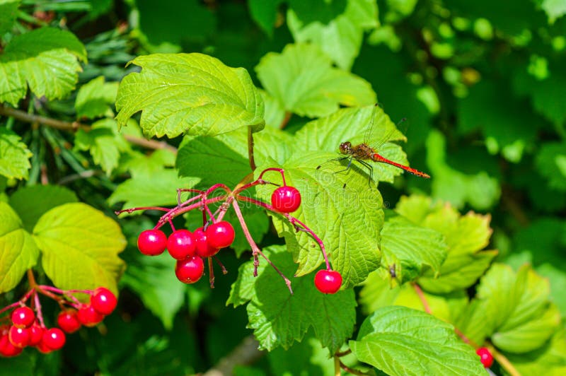 Red berries at bush stock image. Image of branch, bunch - 170107661
