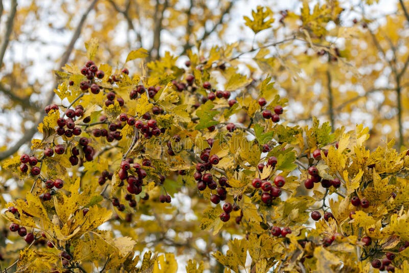 Red Berries of a Chinese Hawthorn in Autumn Stock Photo - Image of ...