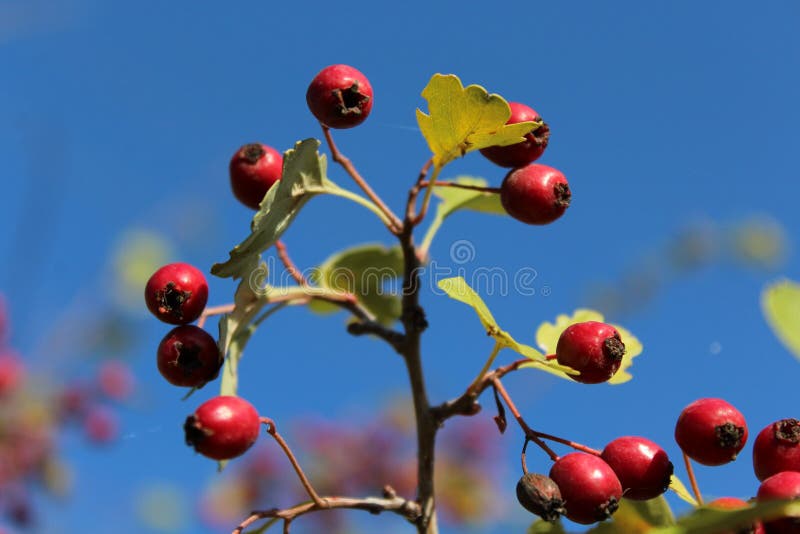 Red berries stock image. Image of outdoors, flora, ashberry - 61581161
