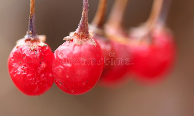 Red Berries Close Up, Morning Shot Stock Image - Image of holiday, tree ...