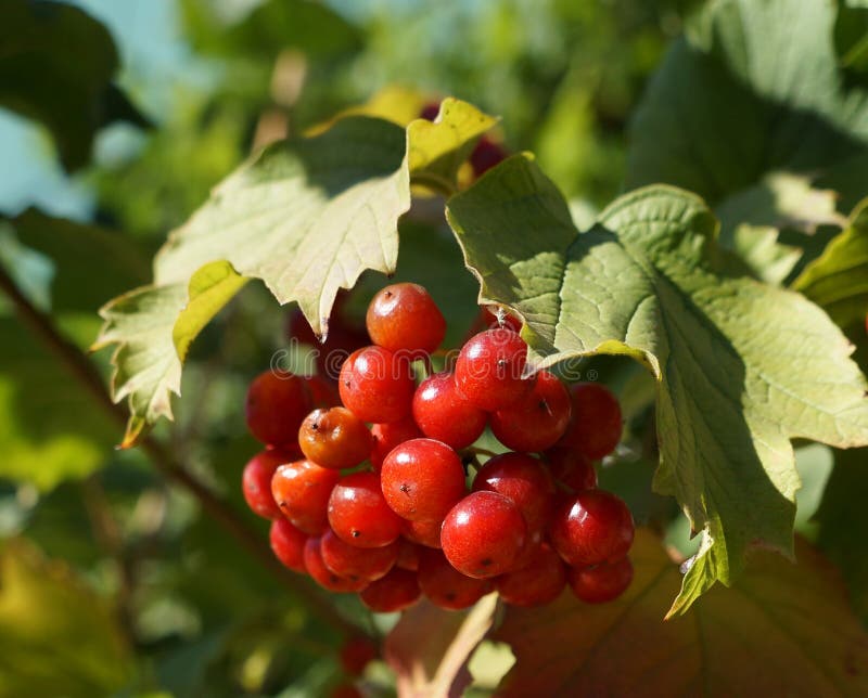 Red Berries Close Up of Viburnum Opulus Stock Photo - Image of kalina ...