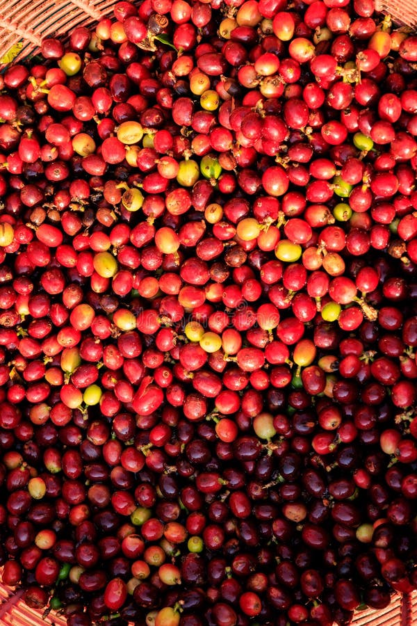 Red Berries Coffee Beans in Basket Top View Stock Photo - Image of ...