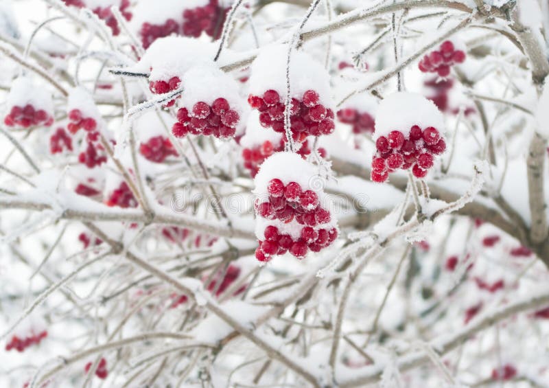 Red Berries Covered with Snow Stock Photo - Image of frost, close: 48681000