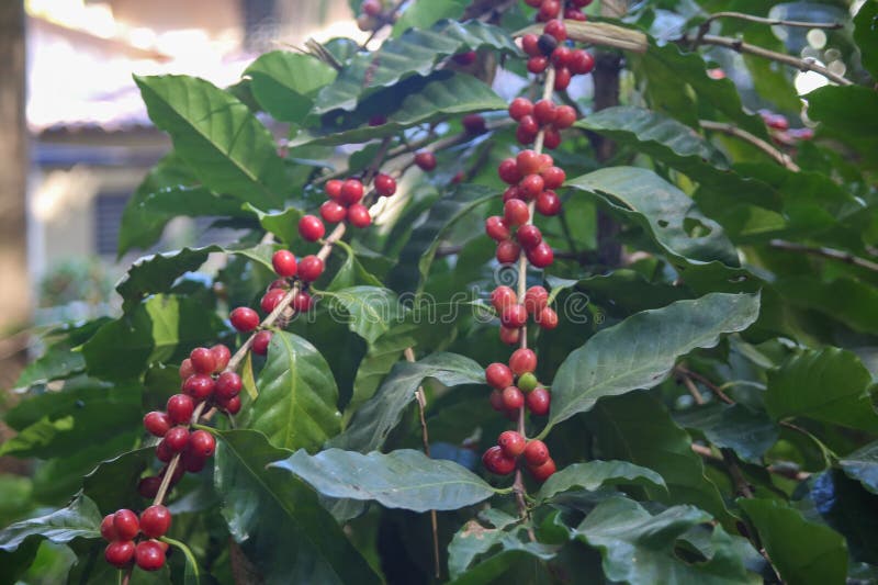 Red Berries Dangle from a Tree Branch by a House Stock Image - Image of ...