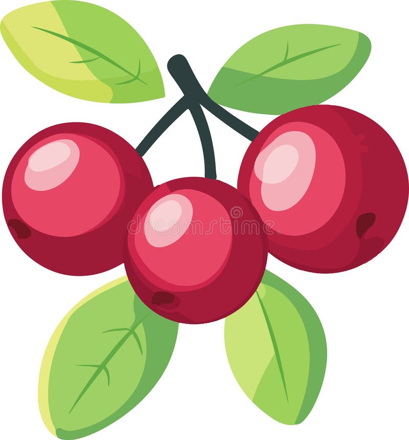 Red Berries Drawing stock vector. Illustration of botanical - 339699695