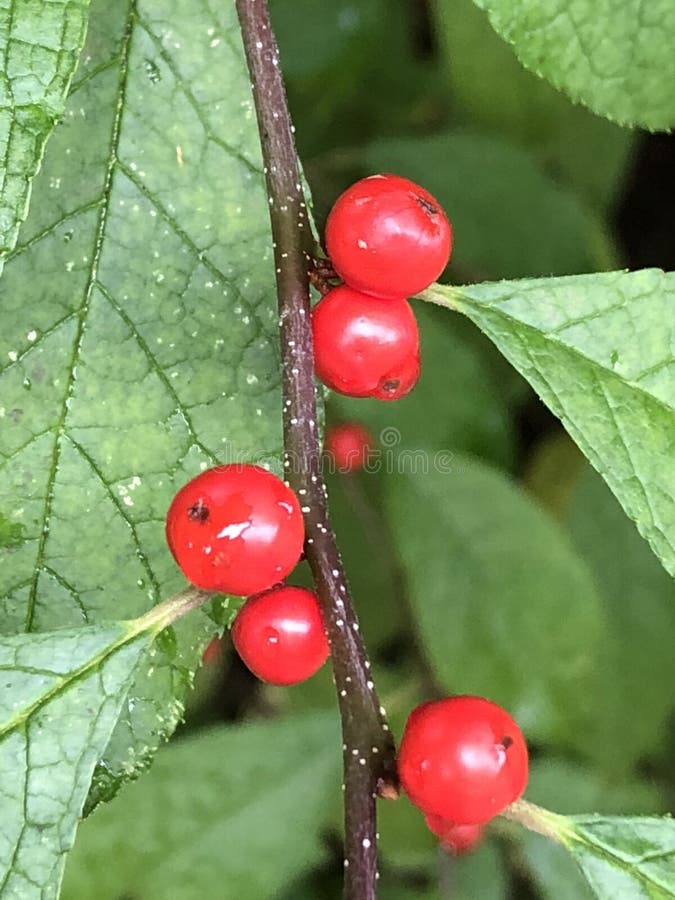 Red Berries stock image. Image of macro, greenery, fall - 102560467