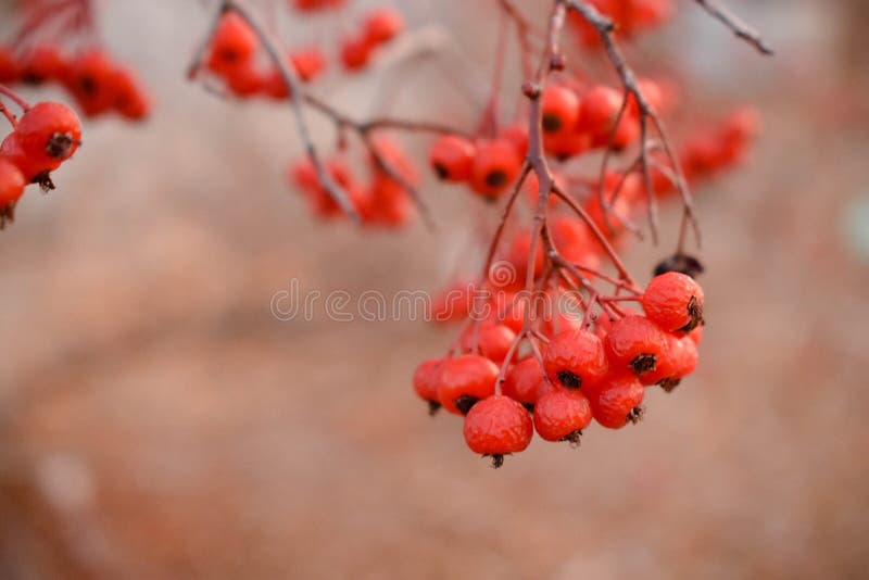 Red berries in the fall stock photo. Image of autumn - 133533394