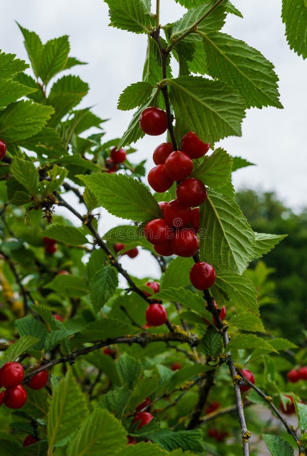 Red Berries of a Felted Cherry on the Branches. Little Cherry Berries ...