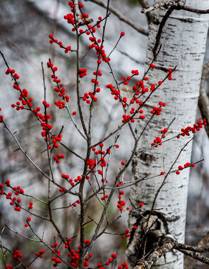 Red Berries in Front of Birch Tree. Fall Colors Stock Photo - Image of ...