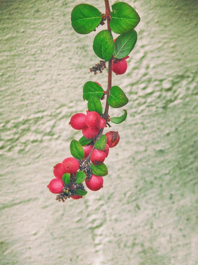 Red Berries in Front of a White Wall Stock Image - Image of feature ...