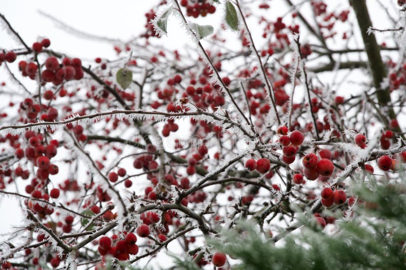 Red Berries on a Frost Covered Tree Stock Image - Image of icicles ...