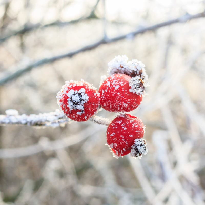 Frozen red berry in winter stock photo. Image of frost - 9819912
