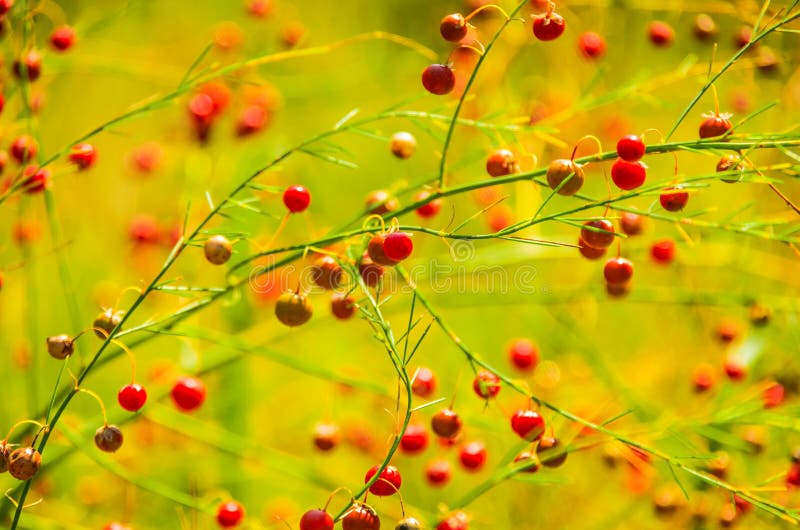 Red berries on the grass stock image. Image of holly - 58257071