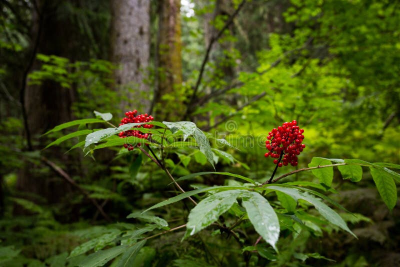 Red Berries in Green Forest Stock Photo - Image of green, berry: 74325276