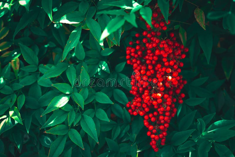 Red Berries and Green Leaves Botany and Green Backgrounds Complementary ...