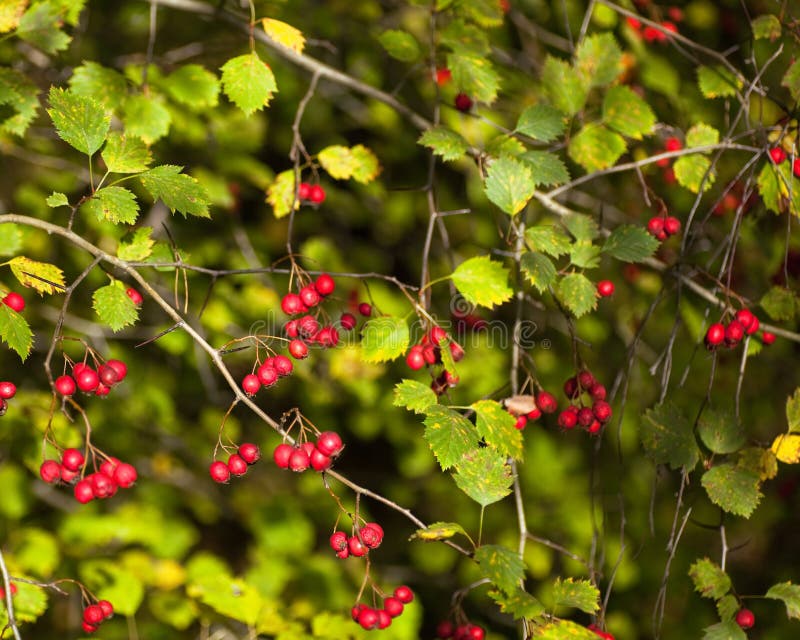 Red Berries and Green Leaves Stock Photo - Image of decoration, garden ...