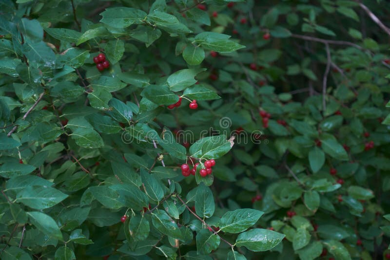 Red Berries on the Green Shrub Stock Photo - Image of rural, bush ...