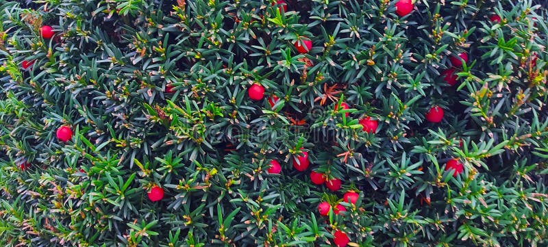 Red berries on green shrub stock image. Image of colorful - 233649217