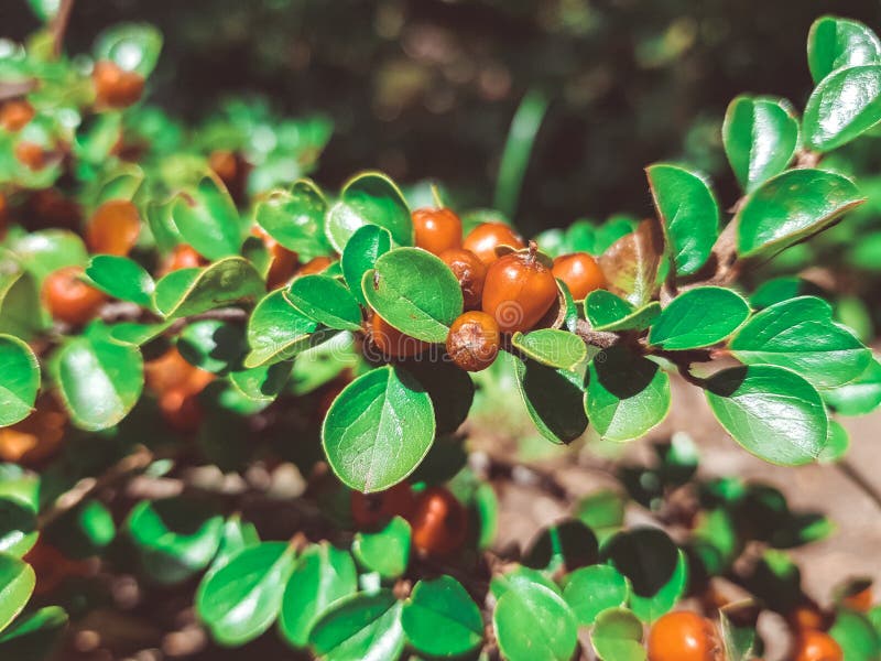 Red Berries Grow on the Bush. Beautiful Nature Stock Photo - Image of ...