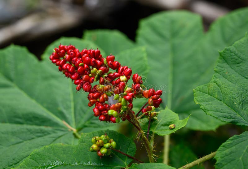 Red Berries Grow on Bush in Summer Stock Photo - Image of leaf, natural ...