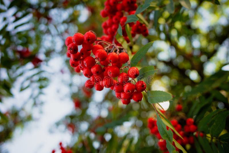 Red Berries Growing on a Tree Branches Stock Image - Image of paths ...