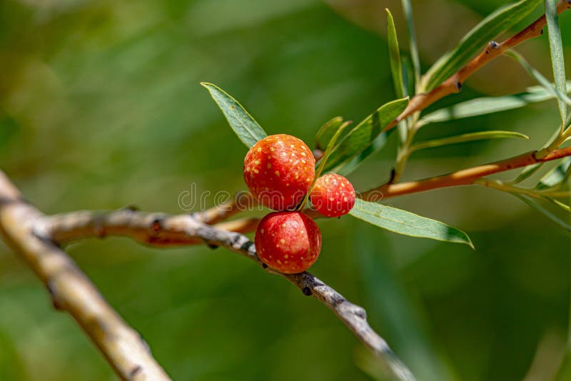 Red Berries Growing on a Willow Tree Stock Image - Image of garden ...