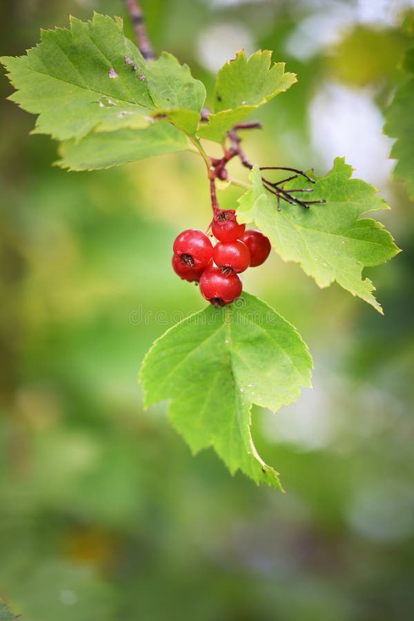 Red Berries Hanging from a Branch of a Current Tree Stock Photo - Image ...