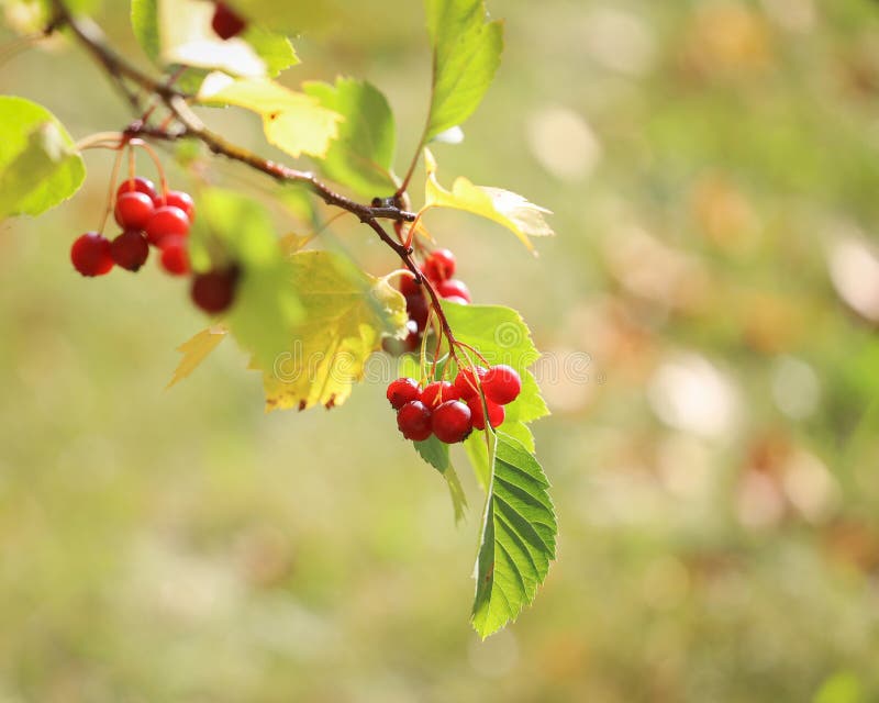 Red Berries Hanging from a Branch of a Current Tree Stock Photo - Image ...
