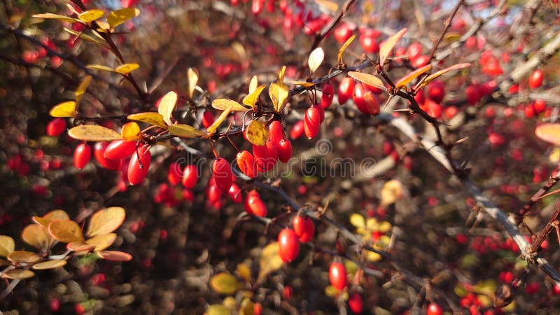 Red Berries Hanging on Leafless Hedge in Winter Stock Photo - Image of ...