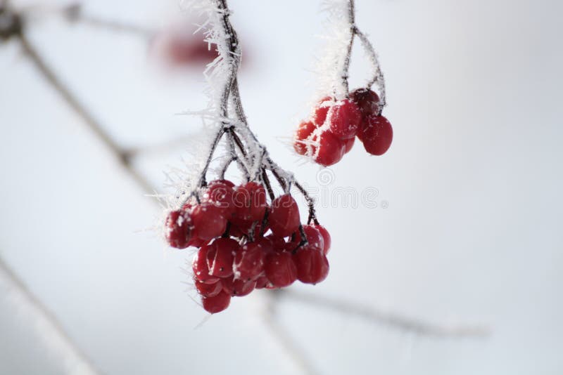 Red Berries Hanging from the Branches of a Tree during Winter Stock ...