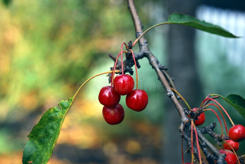 Red Berries Hanging on the Tree in Autumn Stock Photo - Image of ...