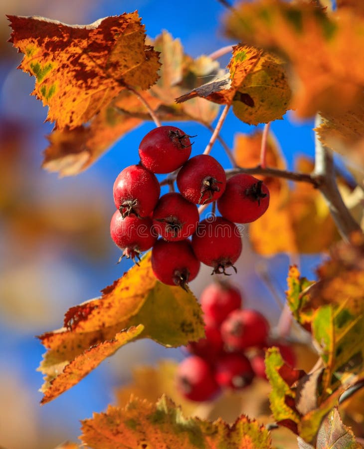 Red Berries of Hawthorn on a Tree in Autumn Stock Photo - Image of ...