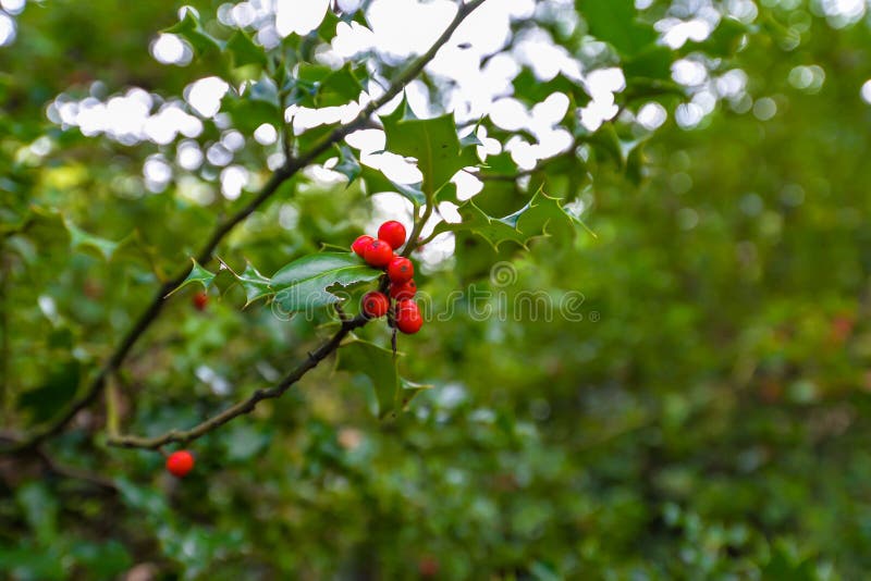 Wild Holly Growing in the Forest Stock Image - Image of berry, culture ...