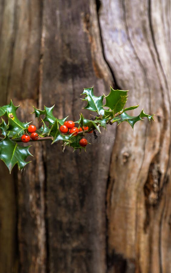 Wild Holly Growing in the Forest Stock Photo - Image of traditional ...