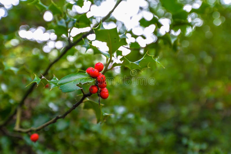 Wild Holly Growing in the Forest Stock Image - Image of bush, outside ...