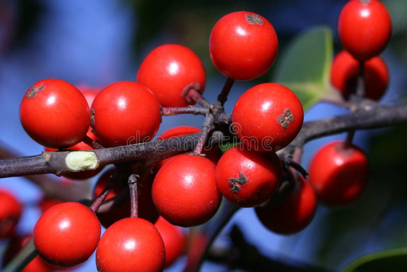 Red Berries on Holly Tree in Forest Stock Photo - Image of berries ...