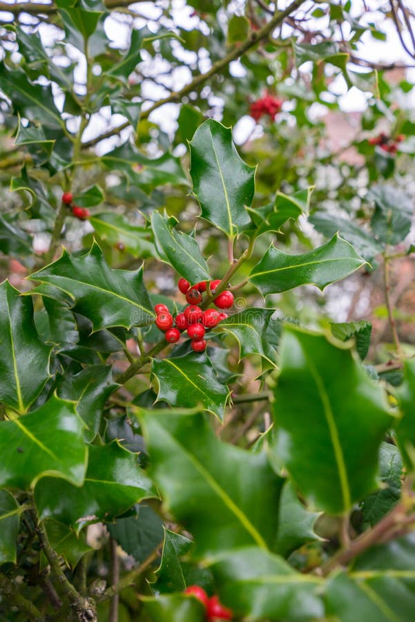Red Berries on a Holly Tree Stock Photo - Image of harvest, countryside ...