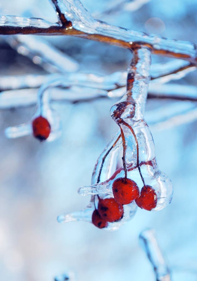 Red berries in the ice stock image. Image of park, beauty - 31414641