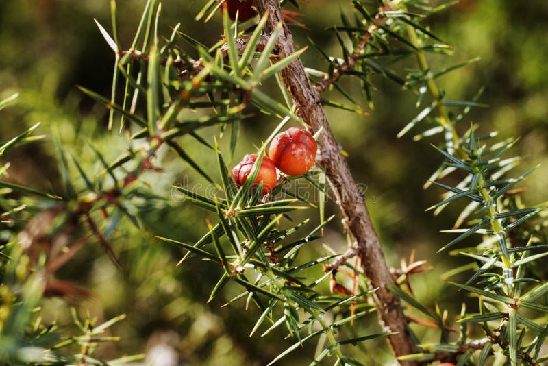Red Juniper Berries On Twig Stock Image - Image of flavour, close: 34071649